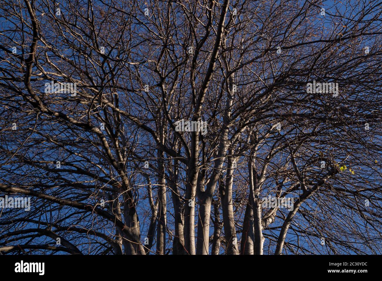 A nature of winter trees without leaves after autumn season in Oamaru ...