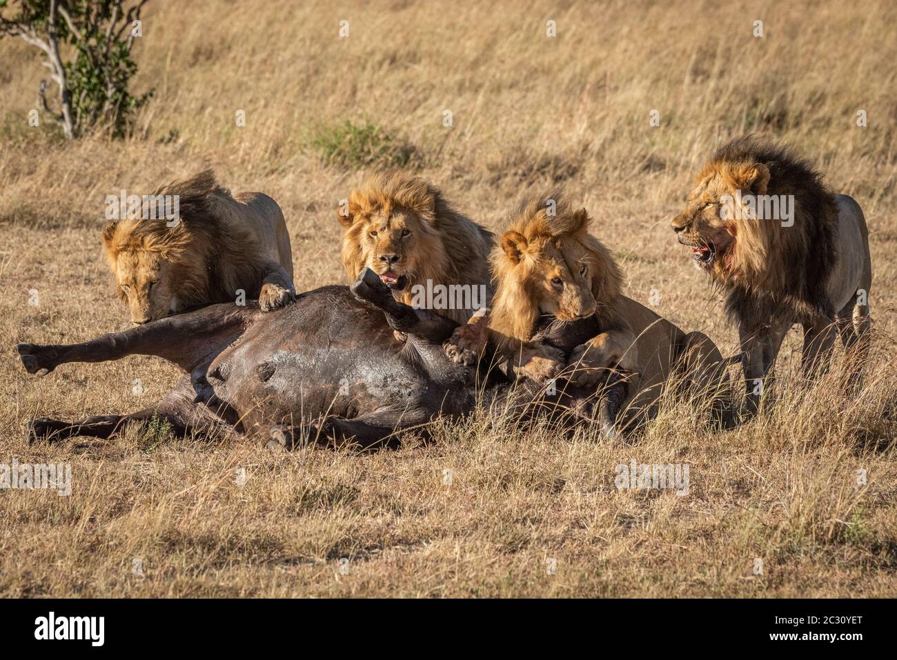Four male lion guard dead Cape buffalo Stock Photo - Alamy