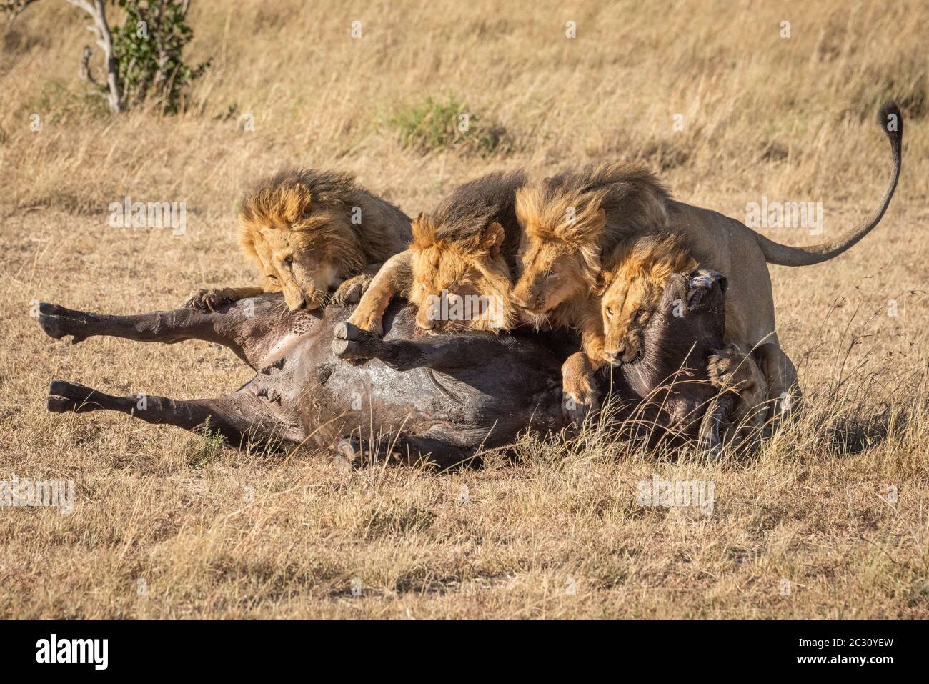 Buffalo carcase hi-res stock photography and images - Alamy