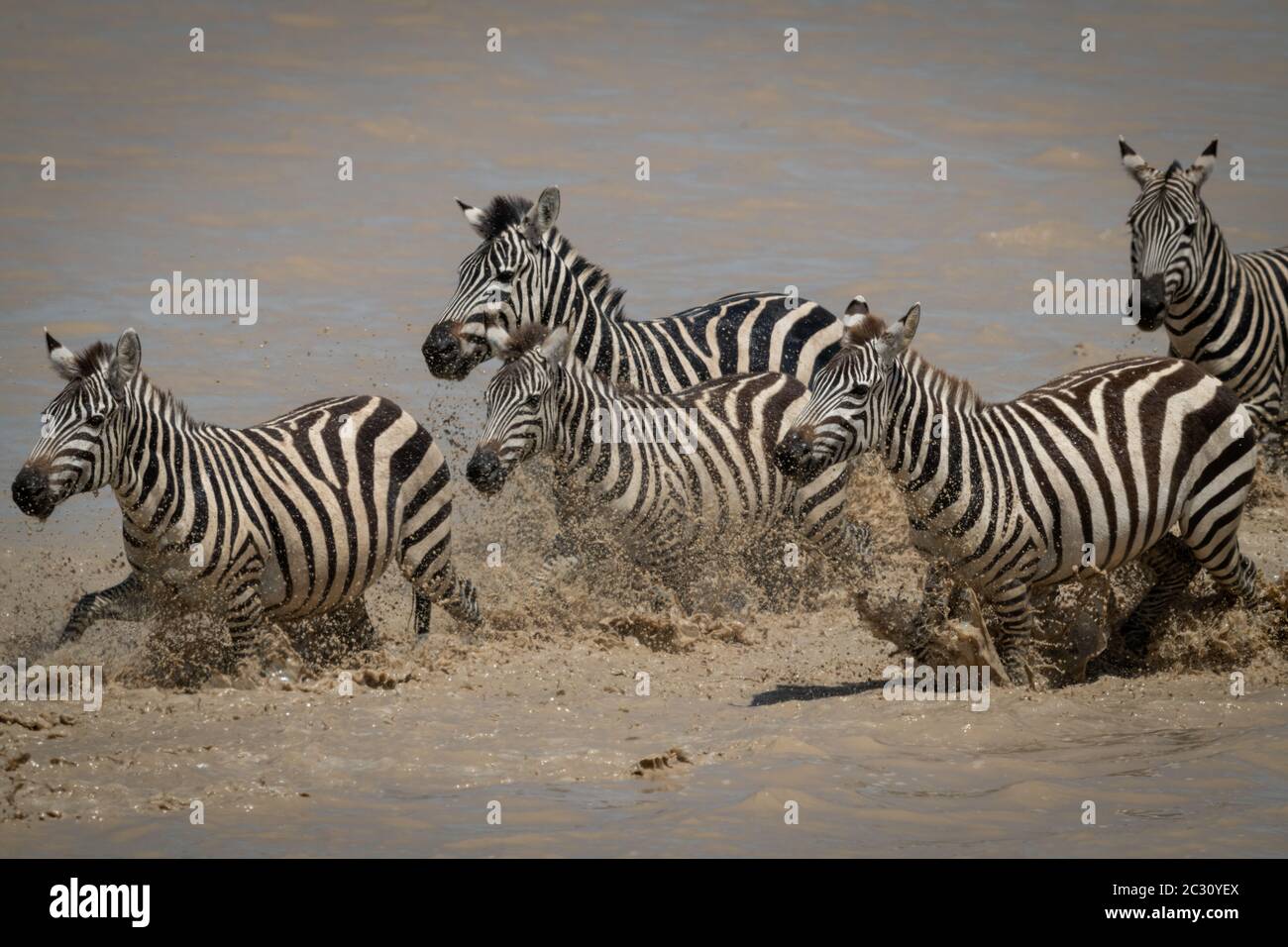Zebra Galloping High Resolution Stock Photography and Images - Alamy