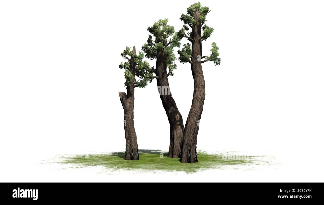 Giant Redwood tree cluster on a green area Stock Photo - Alamy