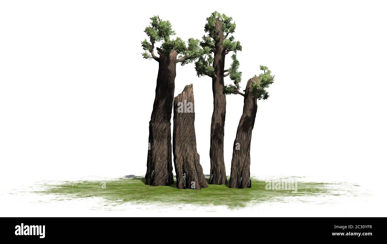 Giant Redwood tree cluster on a green area Stock Photo - Alamy