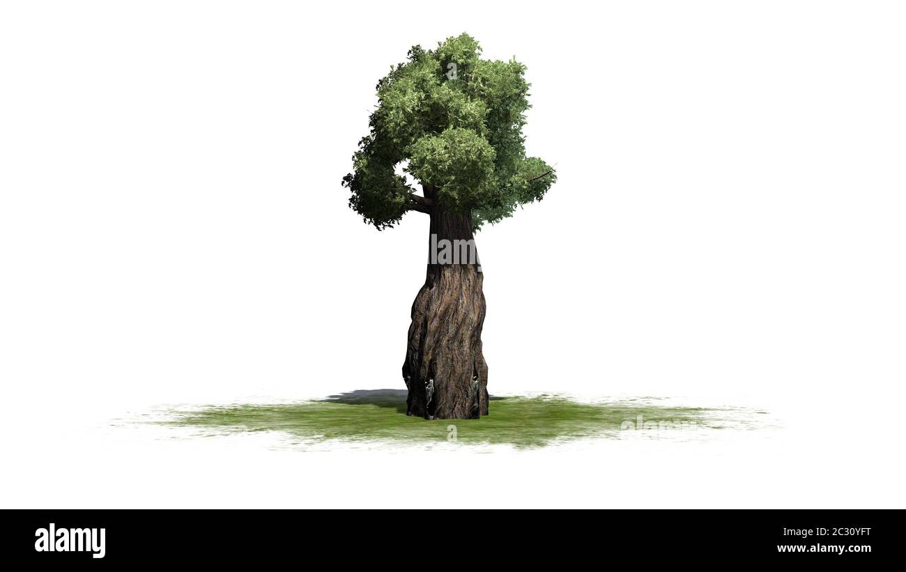 Redwood trees illustration Cut Out Stock Images & Pictures - Alamy