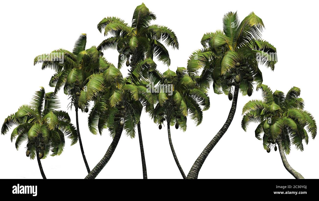 Palm trees tropical garden Cut Out Stock Images & Pictures - Alamy