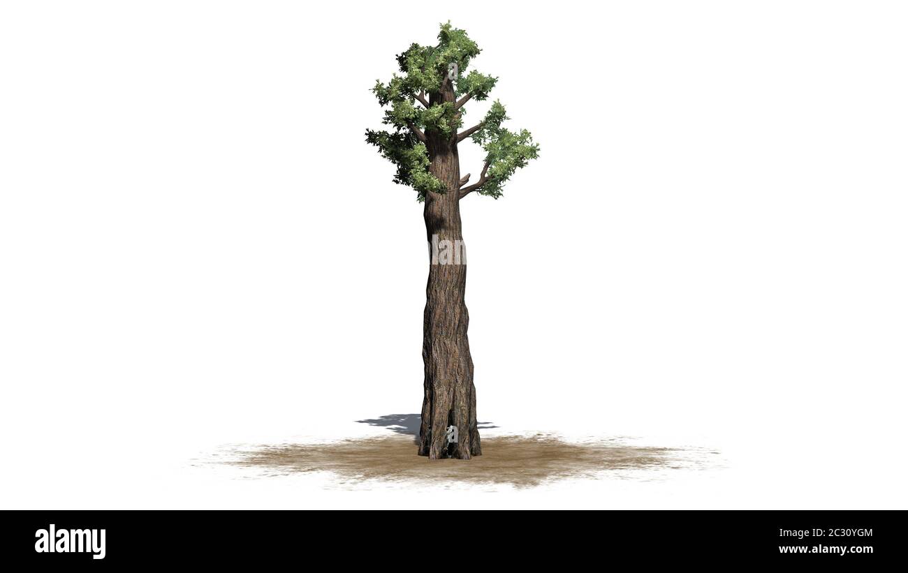 Redwood Tree Drawing With Roots