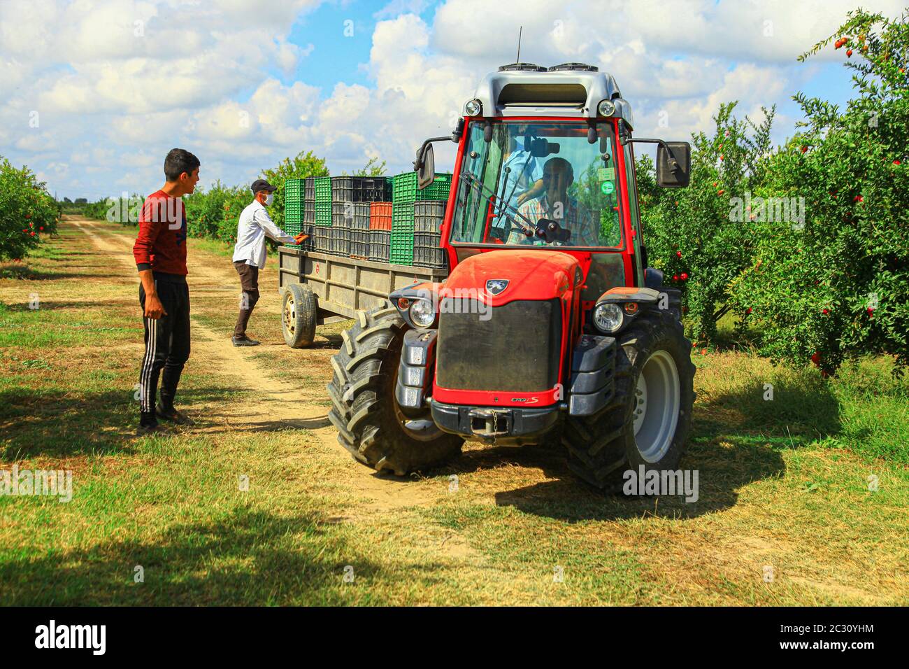 A red tractor carrying plastic containers in the plantation Stock Photo ...