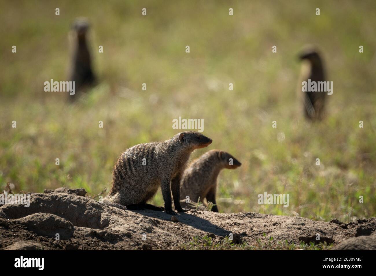 Four banded mongoose near burrow in sunshine Stock Photo - Alamy