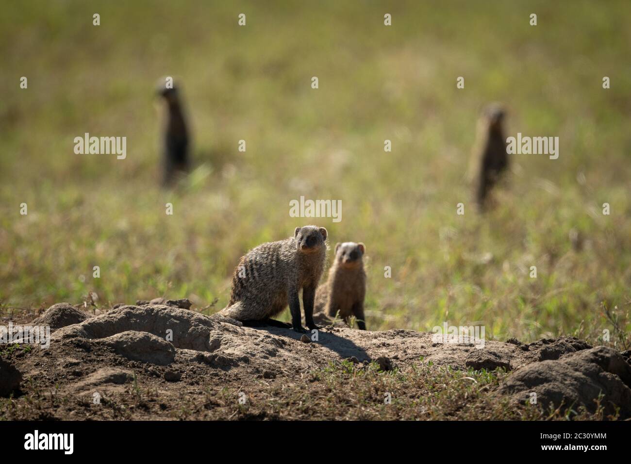 Mongoose eye hi-res stock photography and images - Alamy