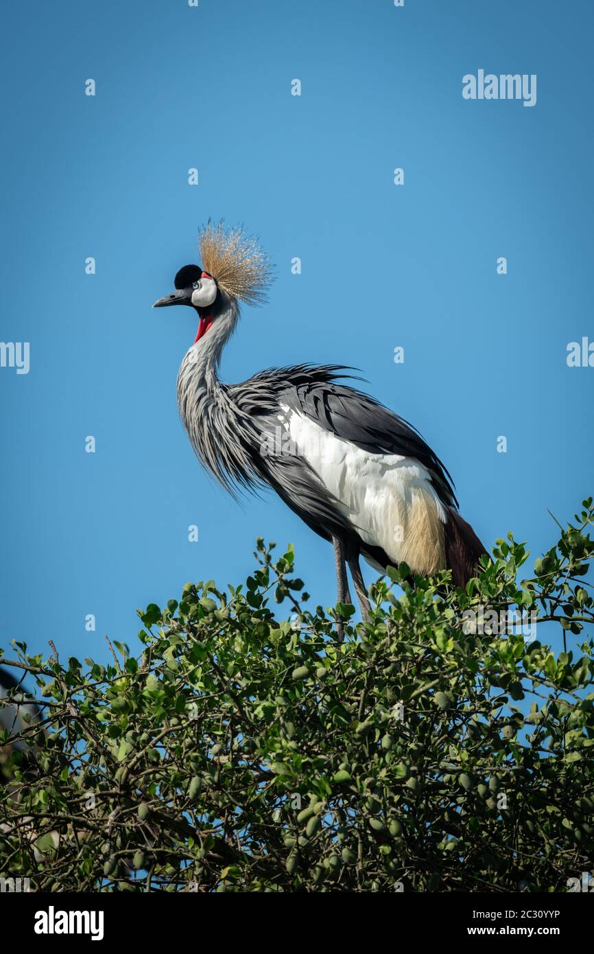 Crowned crane in tree hi-res stock photography and images - Alamy