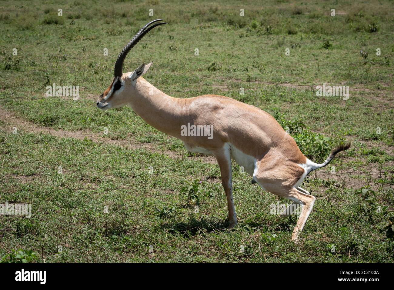 Grant gazelle stretches to defecate on savannah Stock Photo - Alamy
