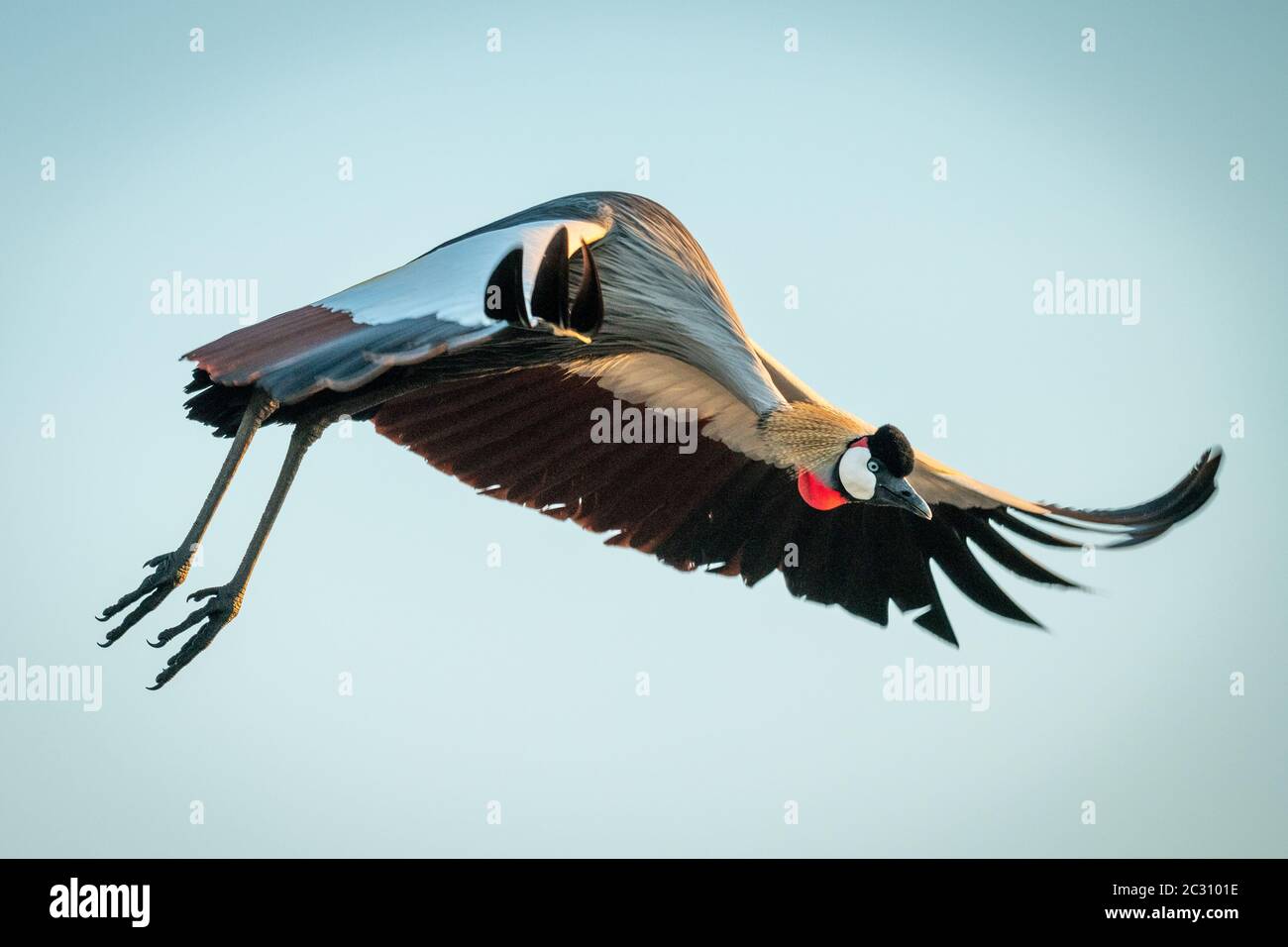 Crane flies hi-res stock photography and images - Alamy