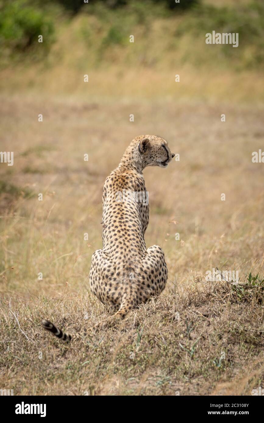Female cheetah sits turning head on grass Stock Photo - Alamy