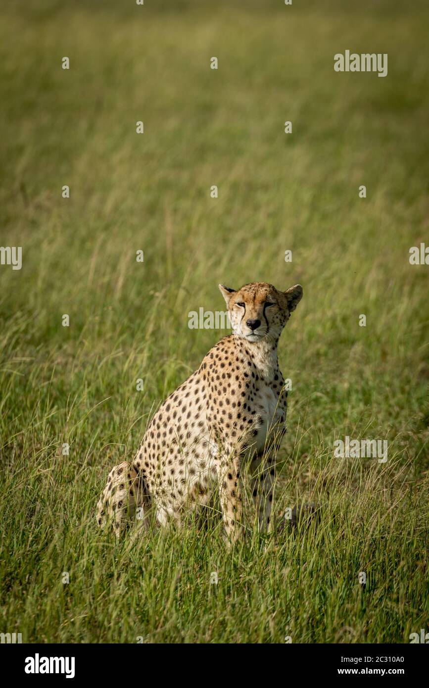 Female cheetah sits turning head in grass Stock Photo - Alamy