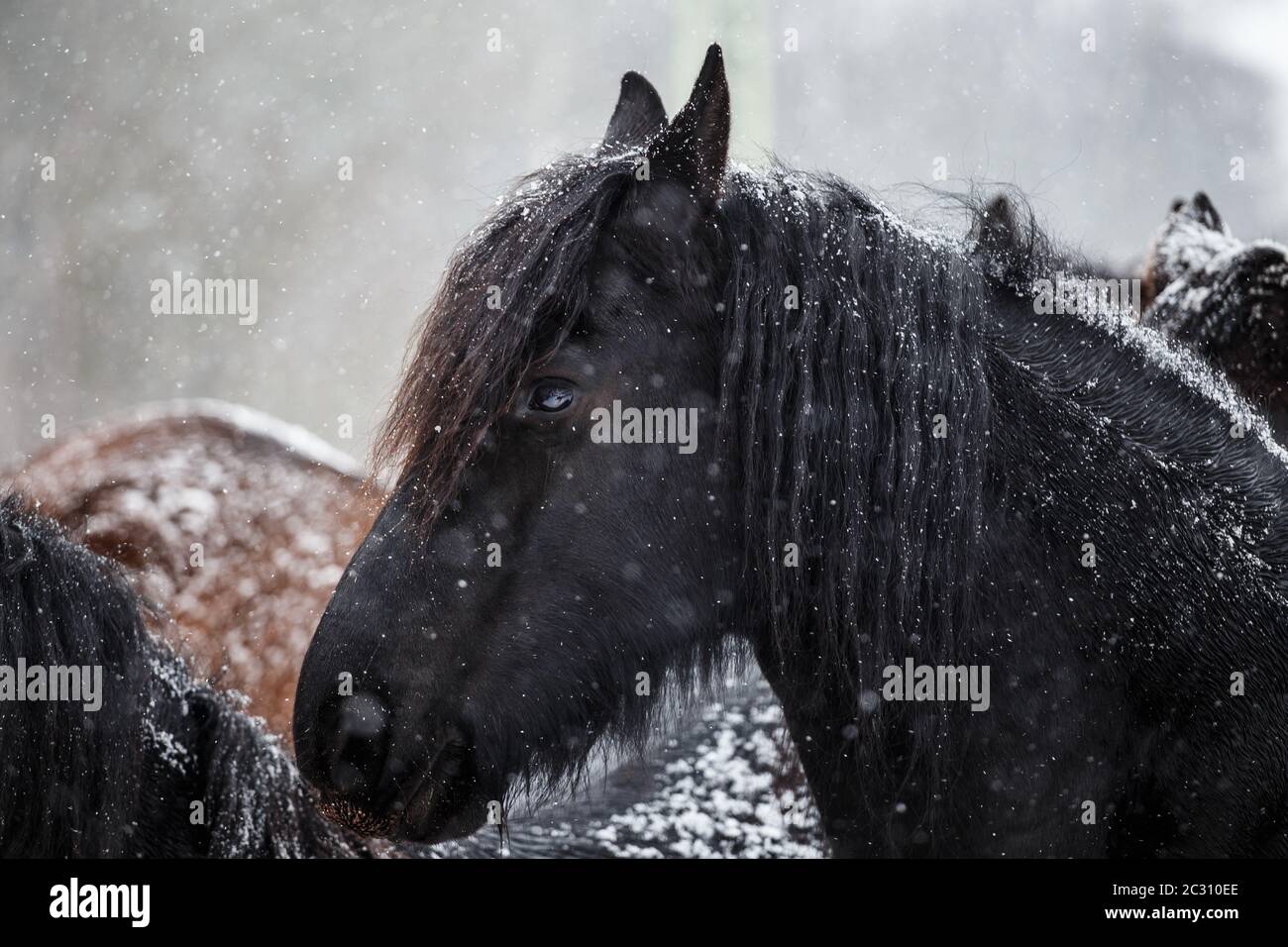 Friesian snow hi-res stock photography and images - Alamy