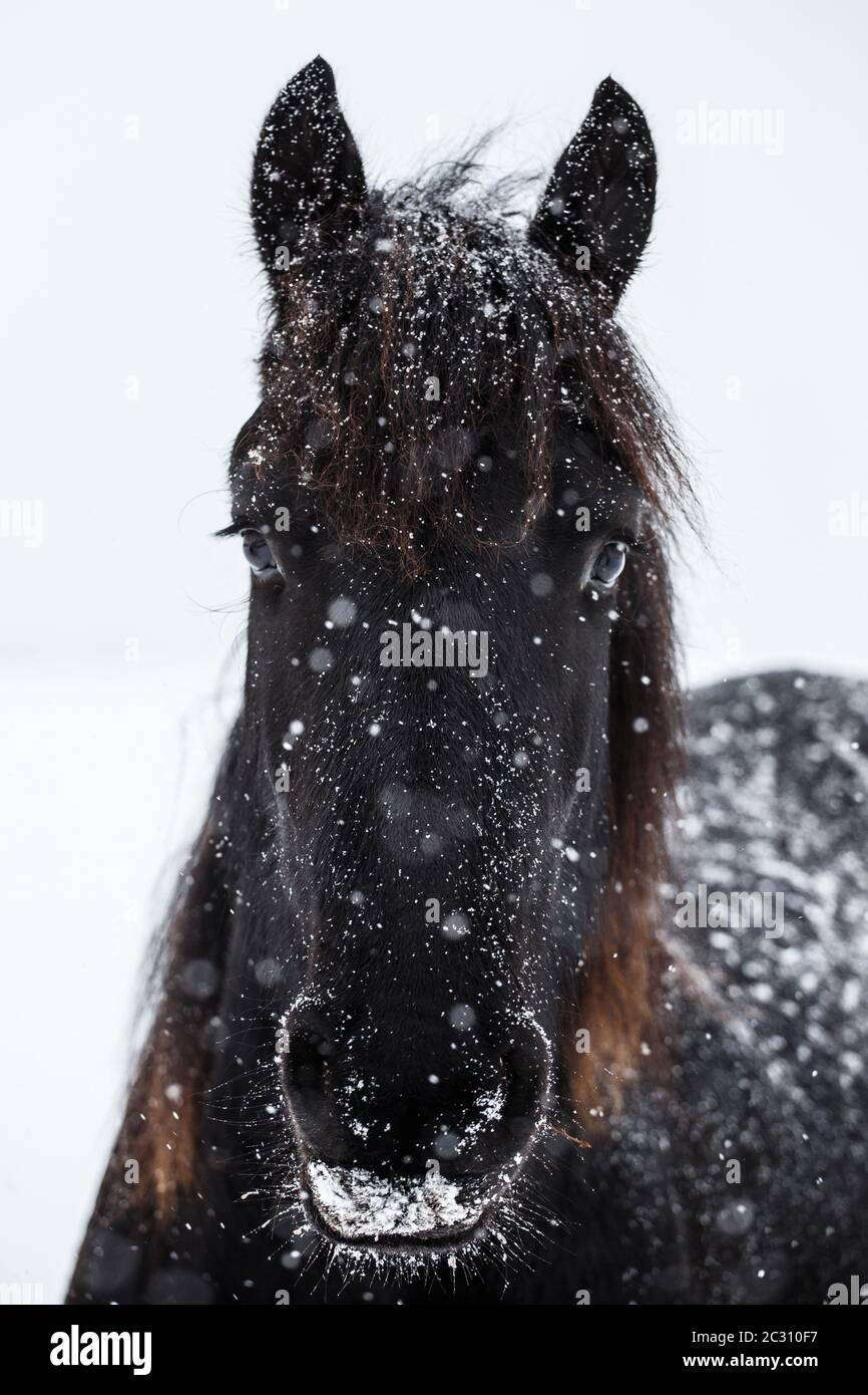 Friesian In The Snow Wallpaper 2 Minutes Of Snow In Denmark, But