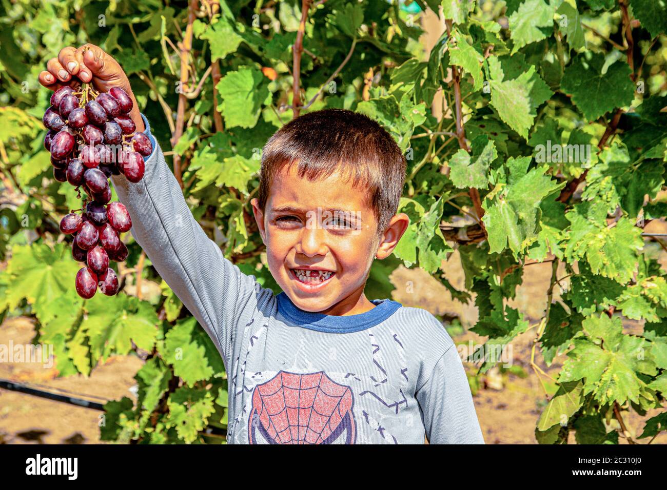 A small boy holding a bunch of black grapes Stock Photo - Alamy