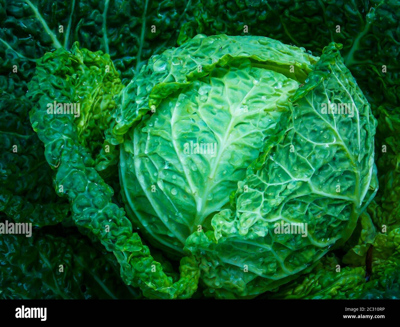 Collard plants hi-res stock photography and images - Alamy