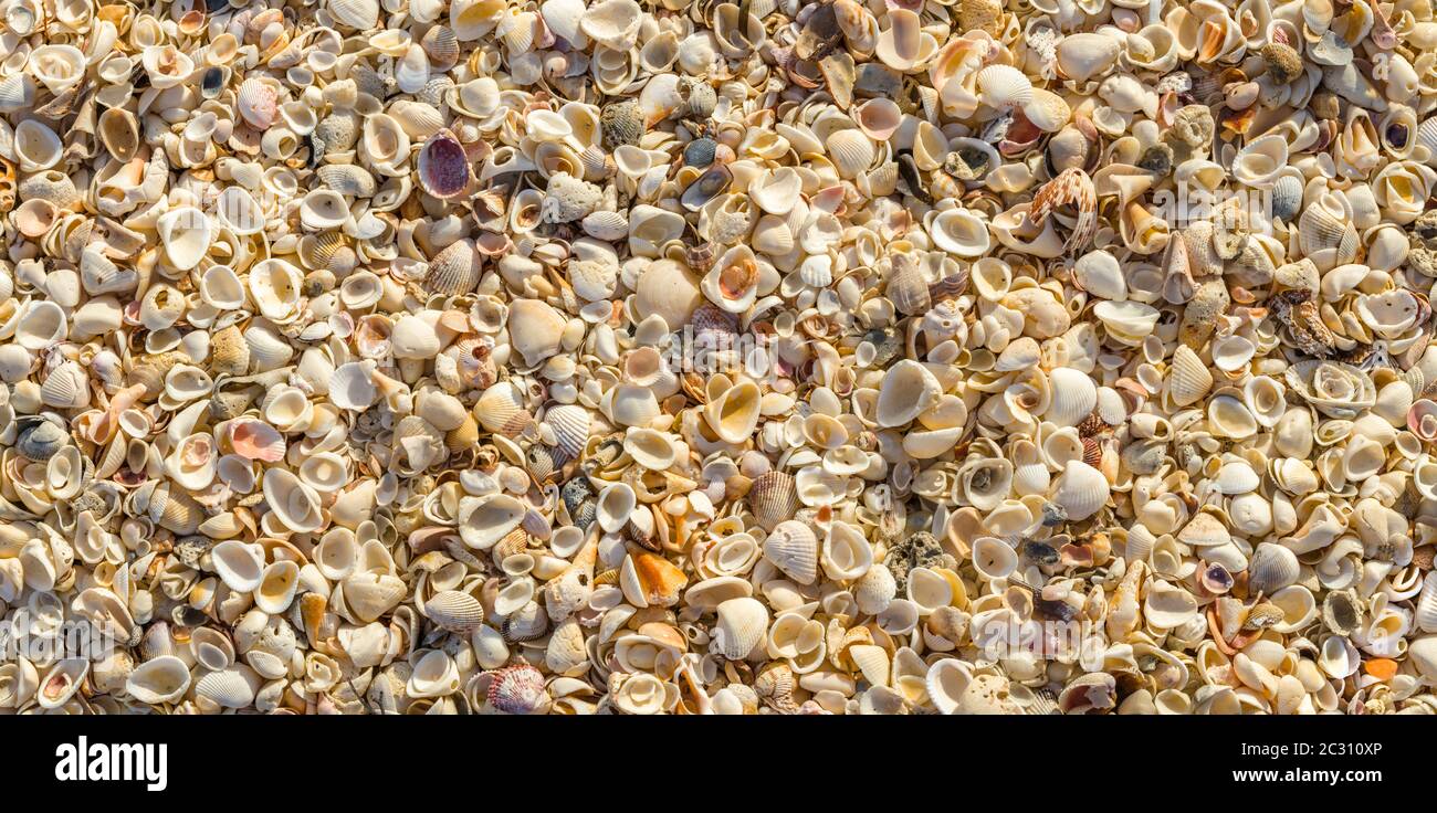Sea shells on Gulf of Mexico beach, Nokomis, Florida, USA Stock Photo ...