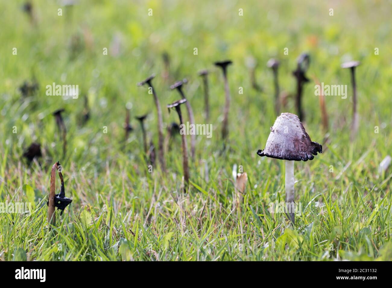 Bell shape fungi hi-res stock photography and images - Alamy