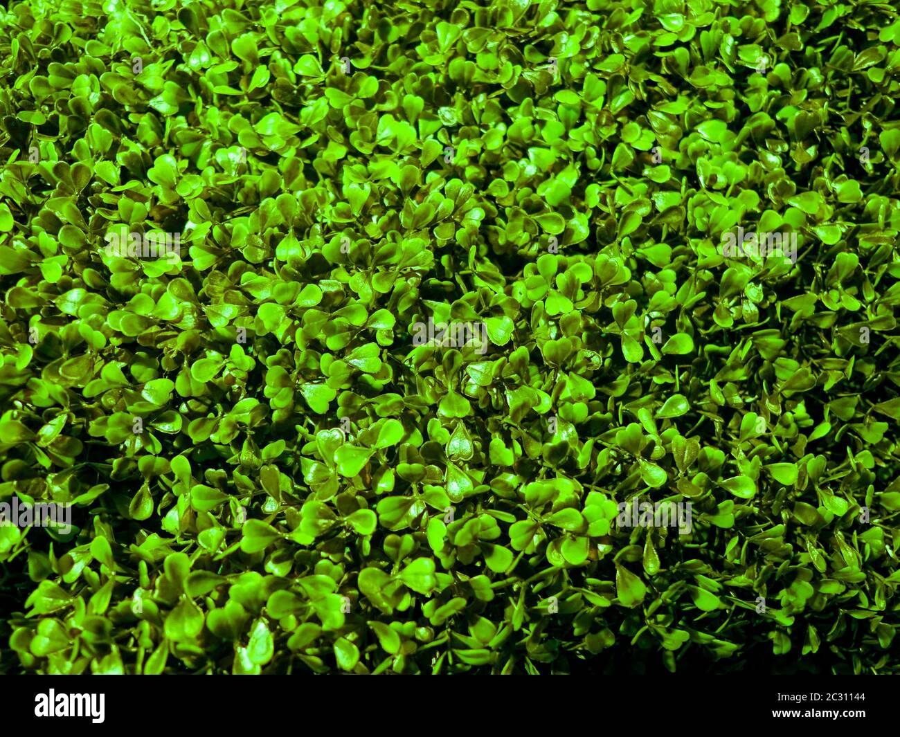 False Hedge with green plastic leaves useful as a background Stock ...