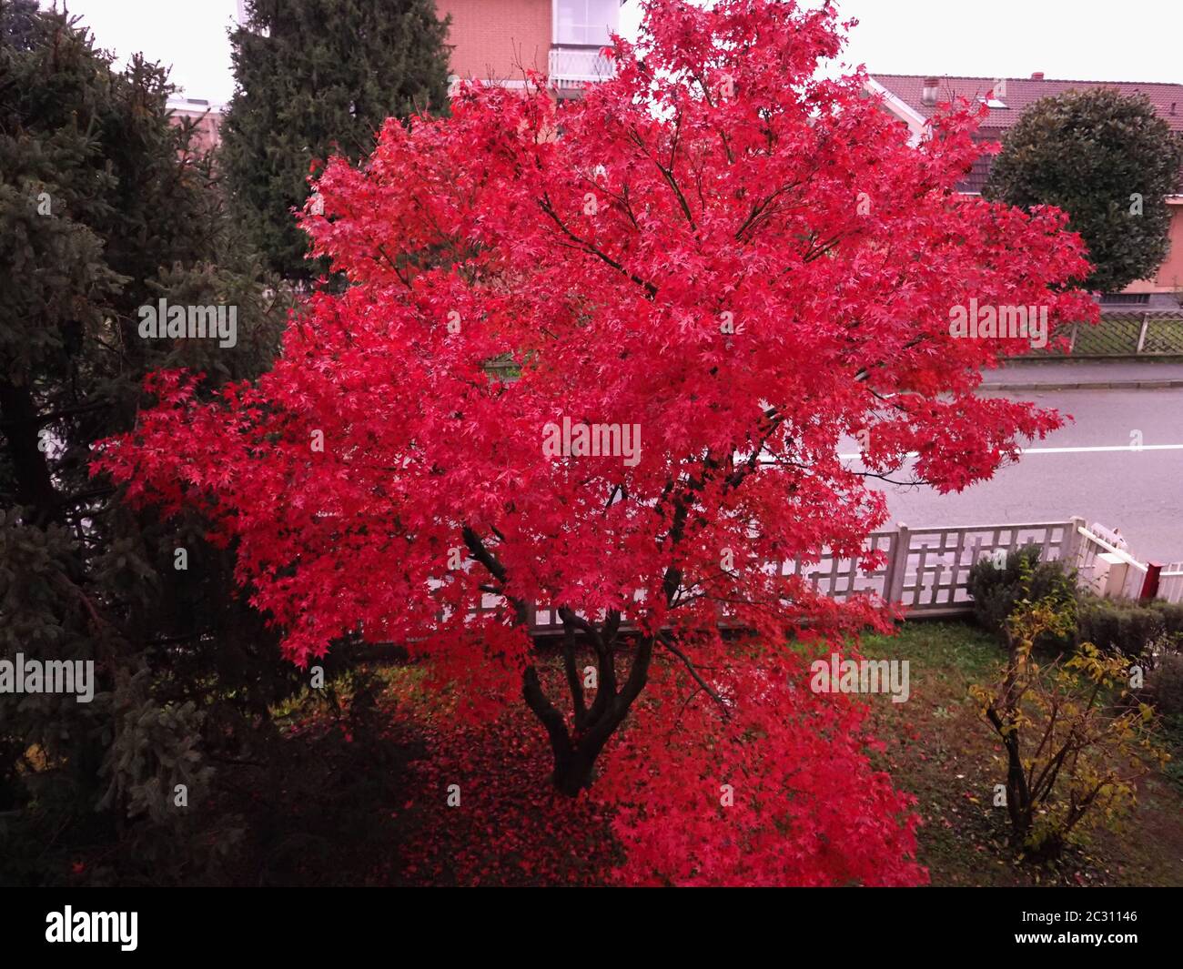 red maple acer (Acer Rubrum) aka swamp maple, water maple or soft maple ...