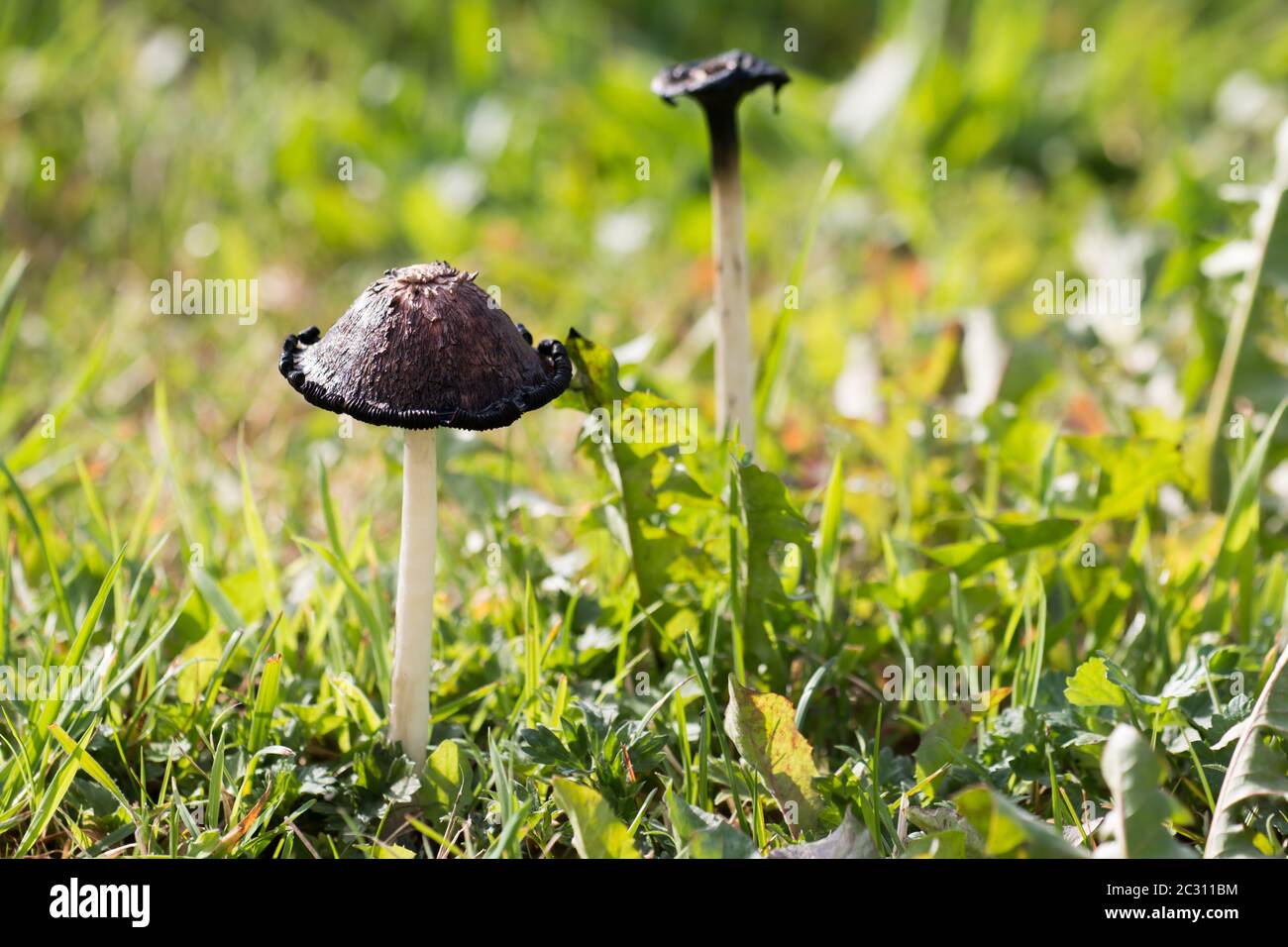 Individual mushroom hi-res stock photography and images - Alamy