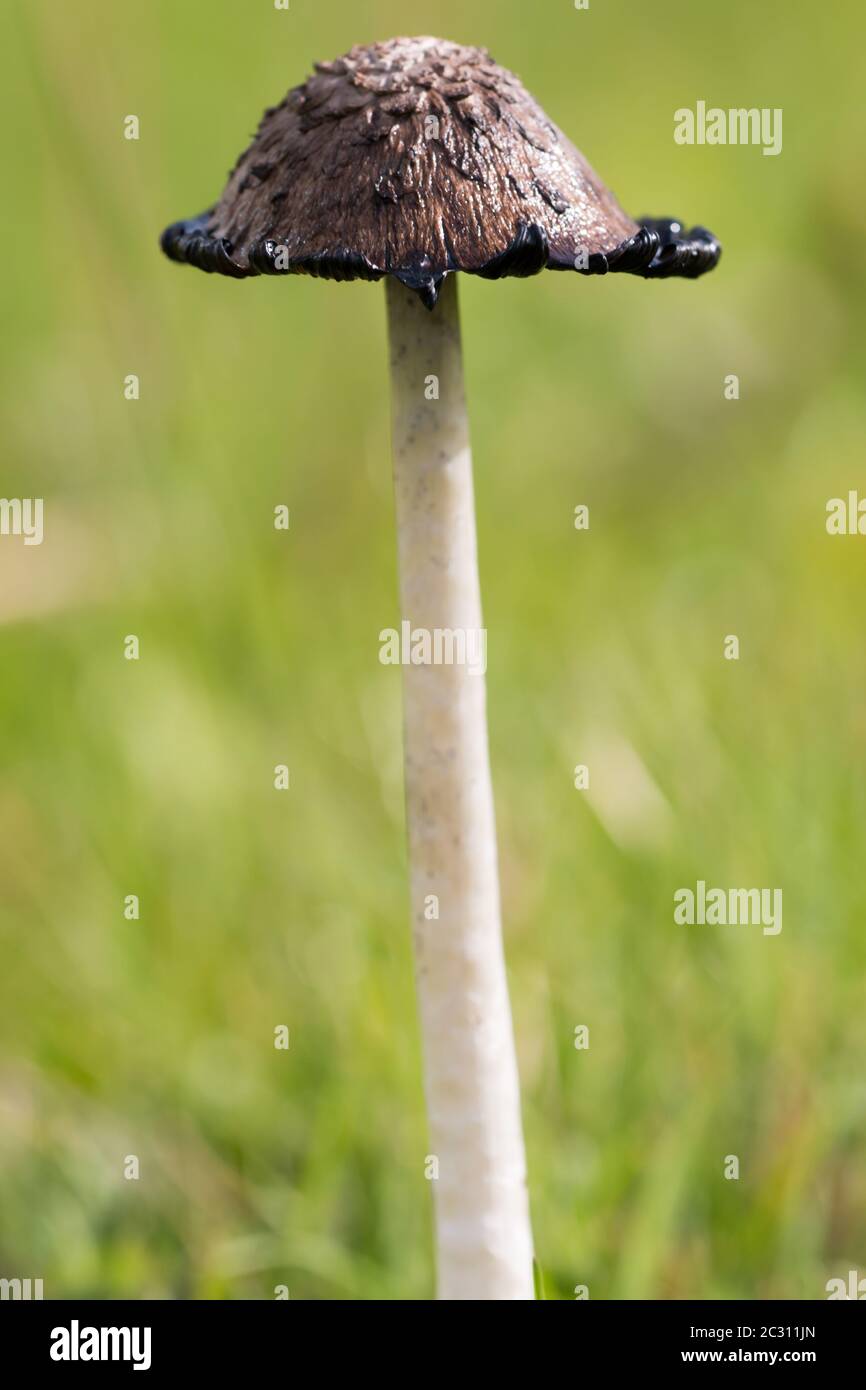 Decaying mushroom hi-res stock photography and images - Alamy