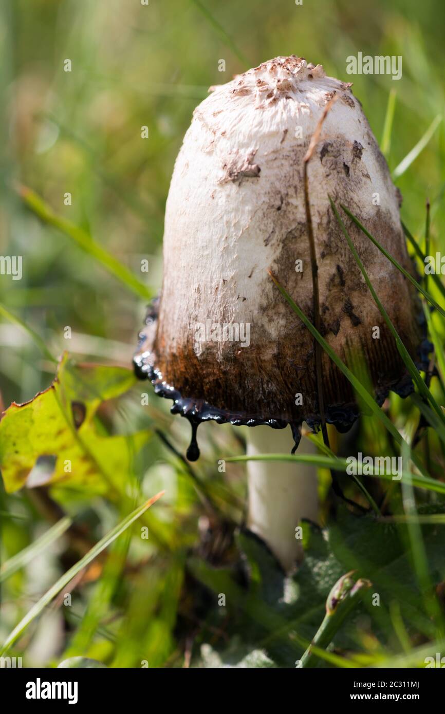 Drip toadstool hi-res stock photography and images - Alamy