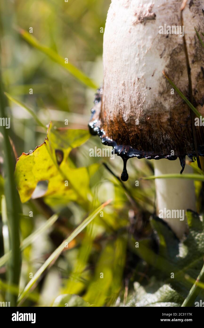 Decaying shaggy ink cap (Coprinus comatus) dripping ink in grassland ...