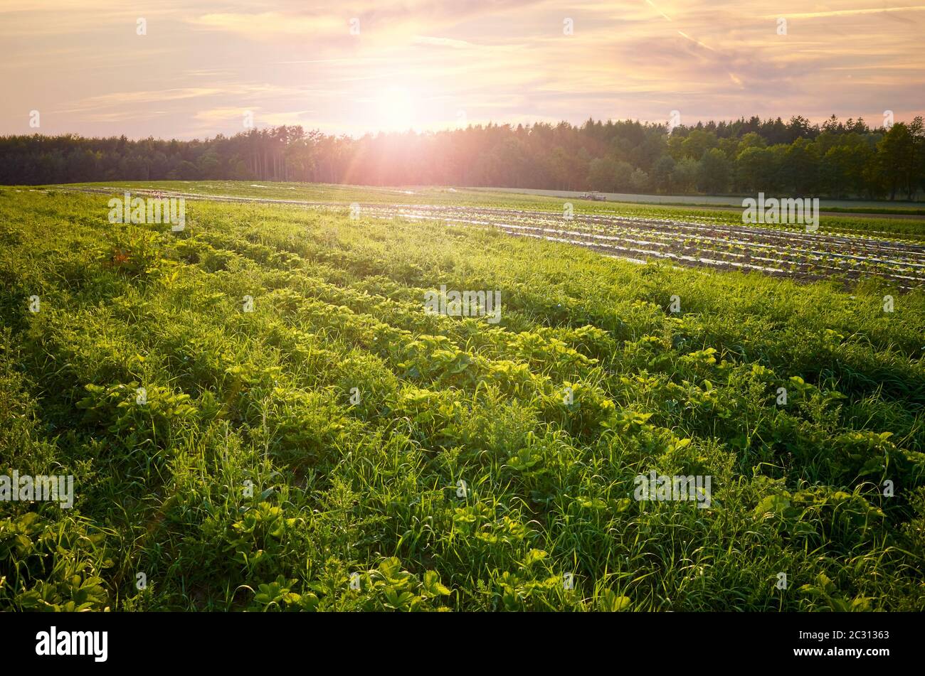 Green field at sunset, agricultural landscape Stock Photo - Alamy