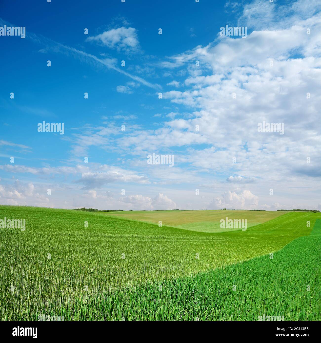 Green field crop hi-res stock photography and images - Alamy