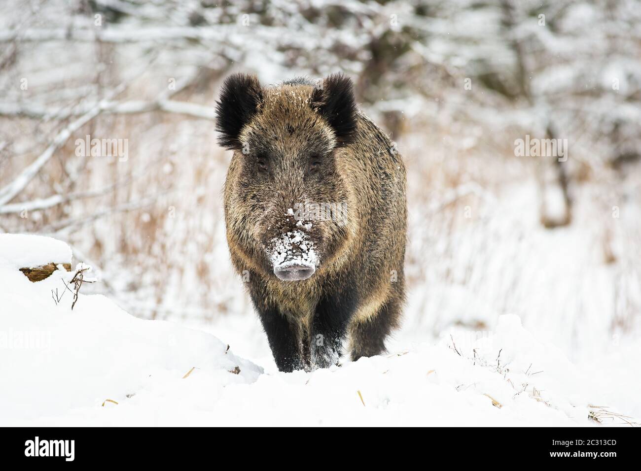 Wild boar approaching camera hi-res stock photography and images - Alamy