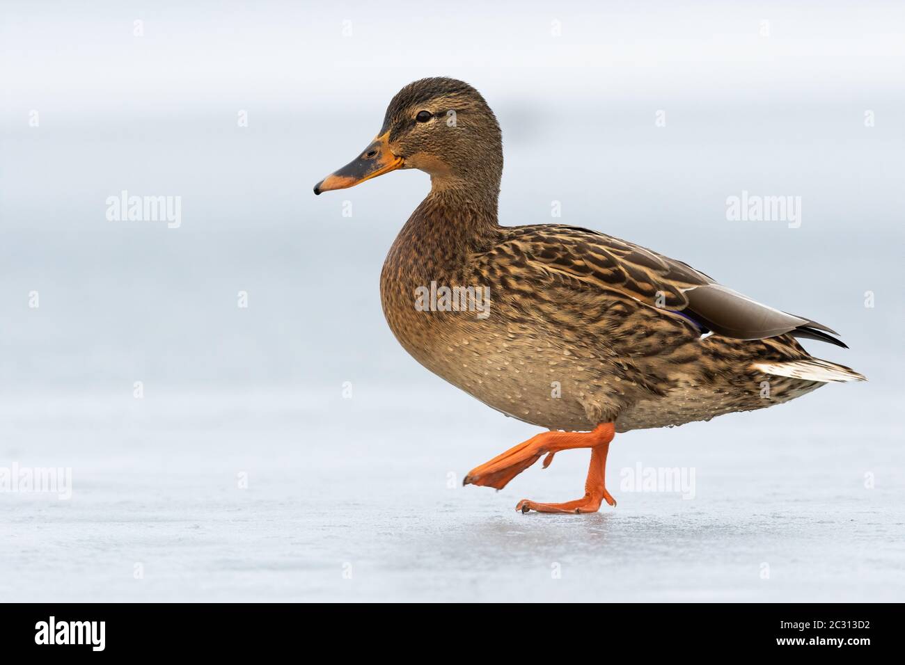 Female dabbling duck walking on ice winter with one leg in the air ...