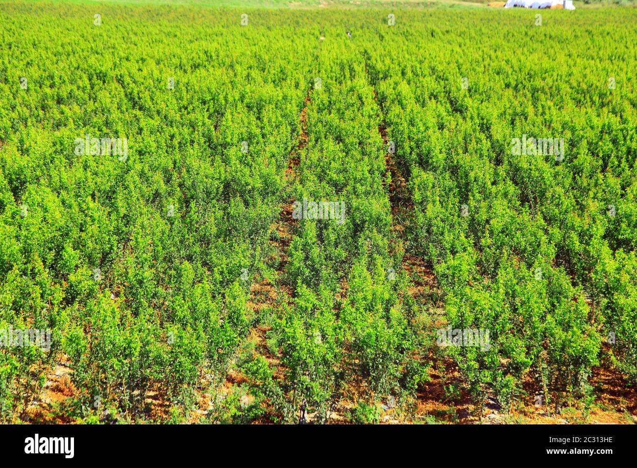 Small green trees growing in the plantation Stock Photo - Alamy