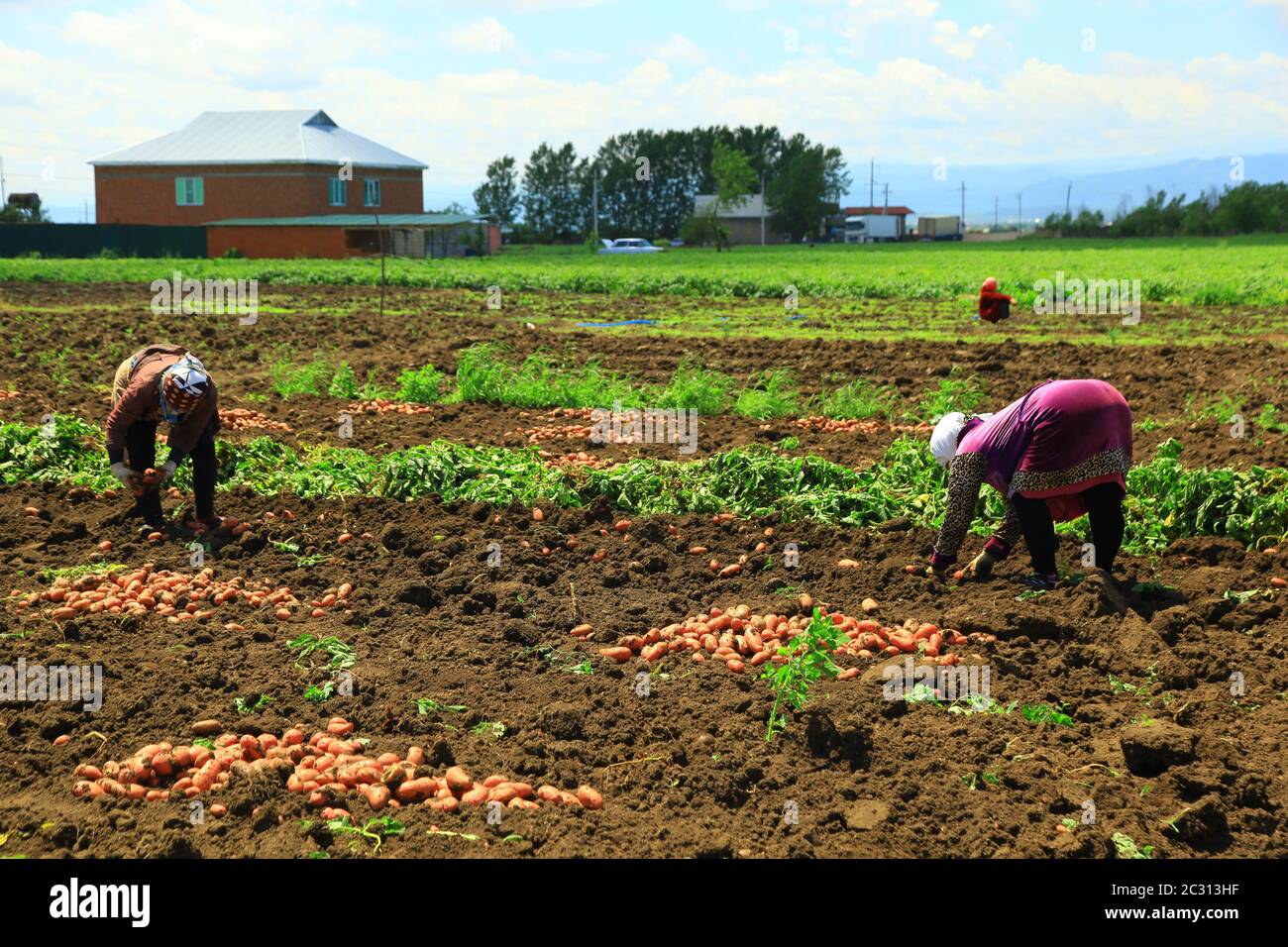 Farmers gathering potato harvest in the farmlands Stock Photo - Alamy
