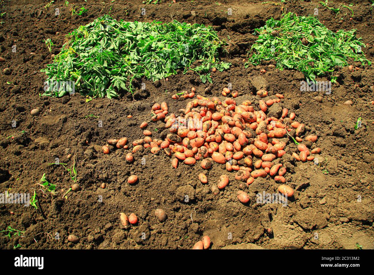 Digged in hi-res stock photography and images - Alamy