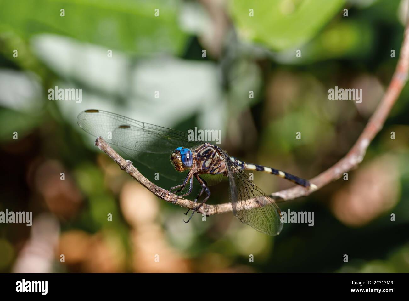 African rainforest wildlife hi-res stock photography and images - Alamy