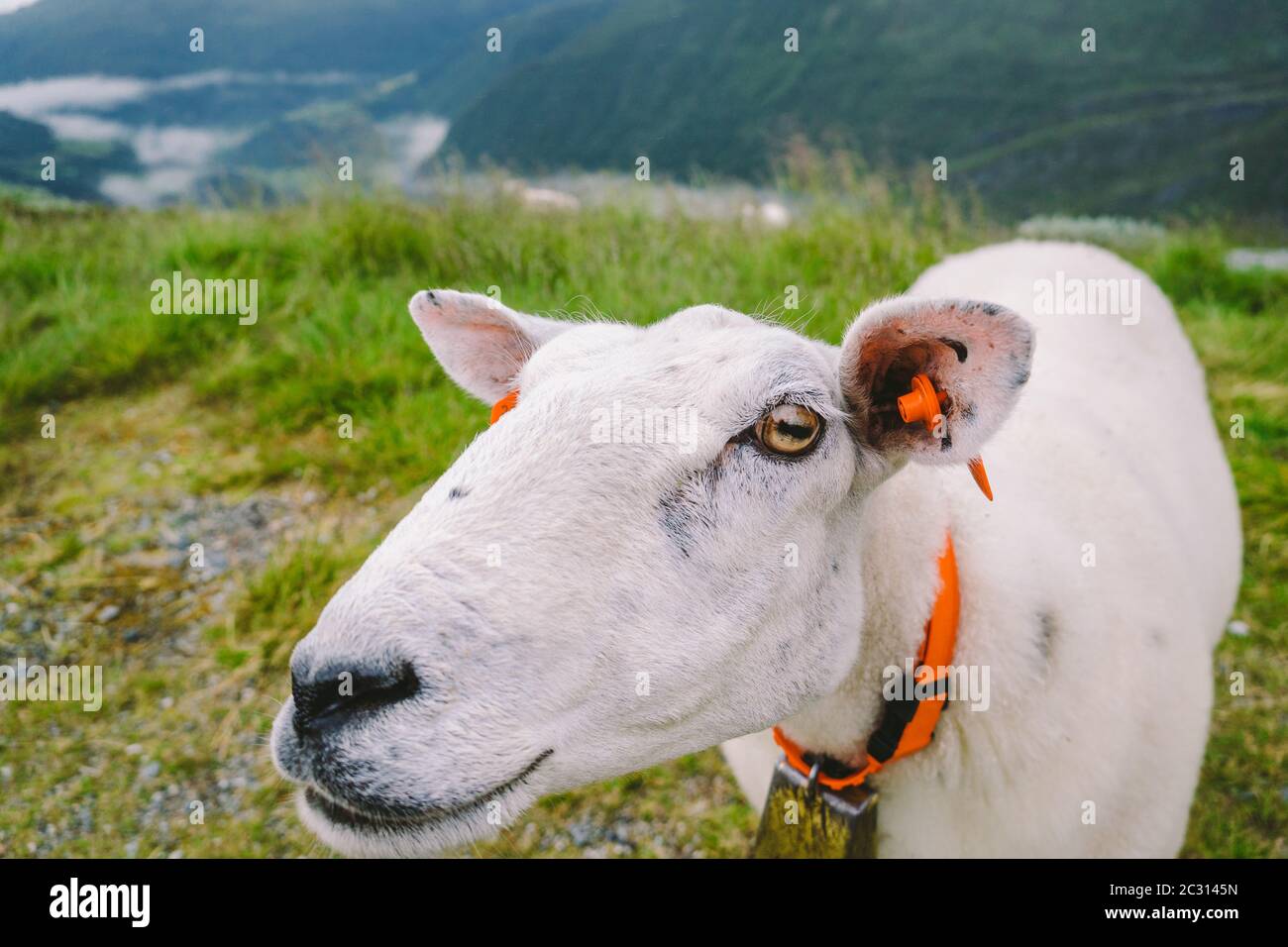 Norwegian white sheep hi-res stock photography and images - Alamy