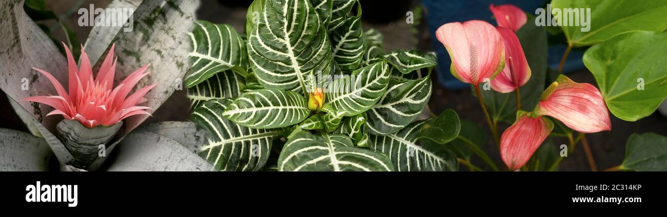 Composite plants hi-res stock photography and images - Alamy