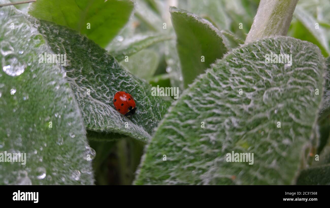 Beautiful ladybug is sitting on a green leaf with drop of water after ...
