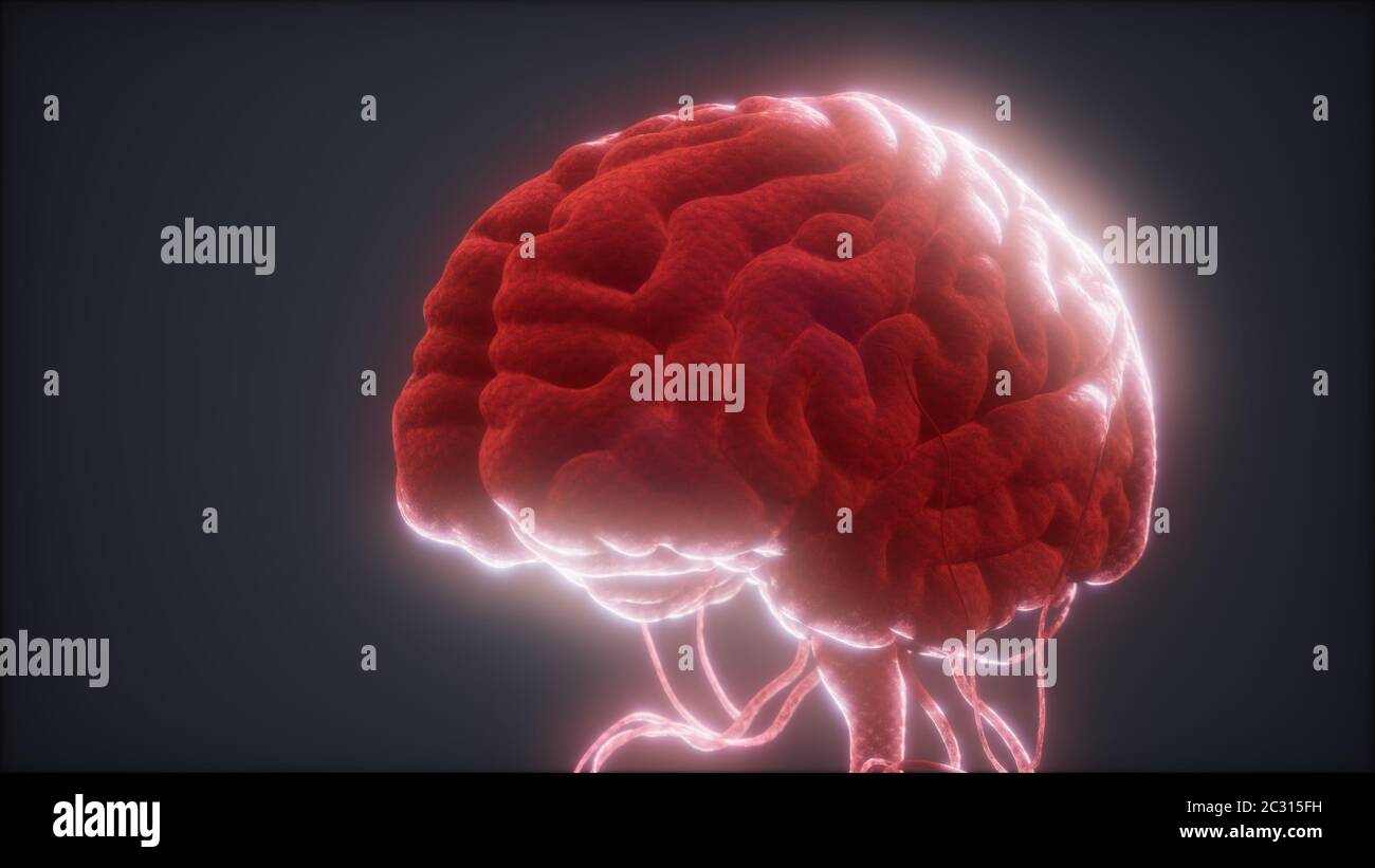 animated model of human brain Stock Photo - Alamy