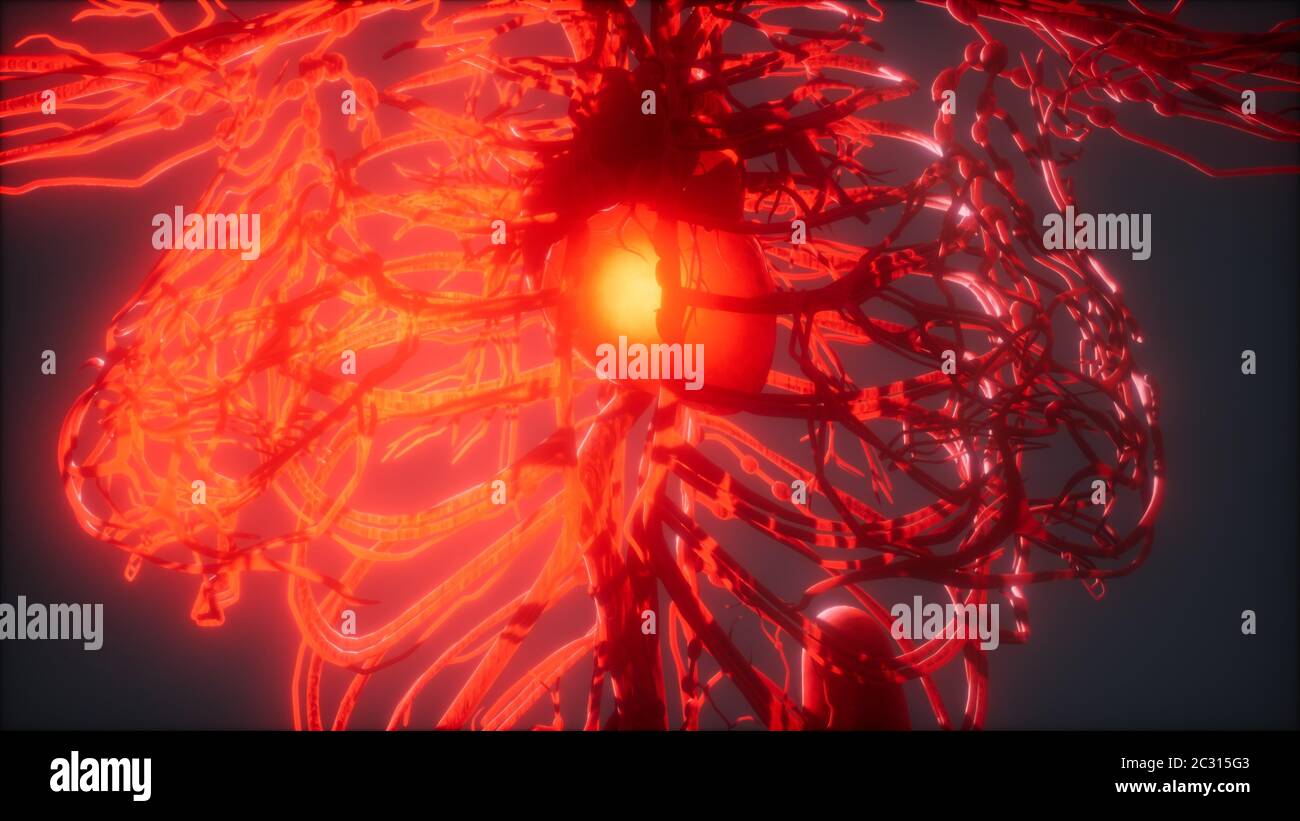 Blood vessel system and heart Stock Photo - Alamy