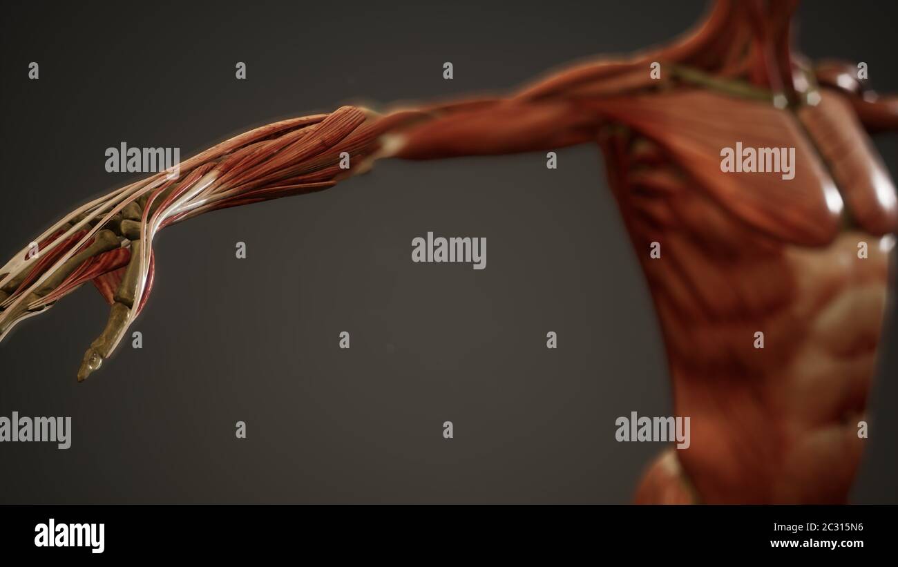 Muscular System of human body animation Stock Photo - Alamy