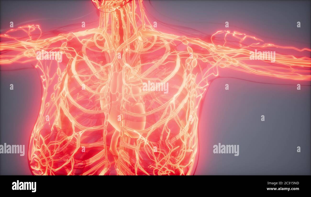 Blood Vessels of Human Body Stock Photo - Alamy