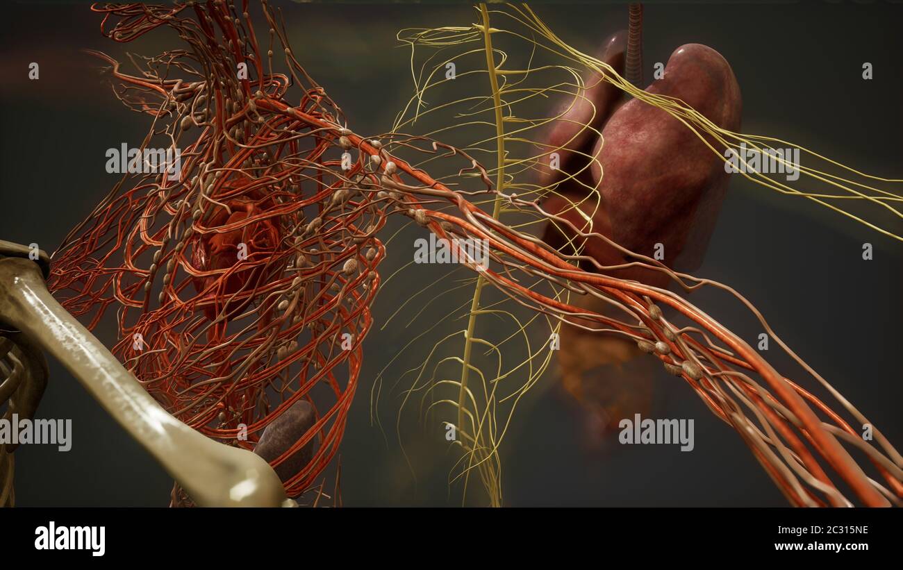 Animated Anatomy High Resolution Stock Photography and Images - Alamy
