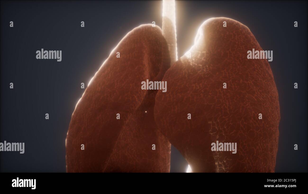 3d animation of human lungs Stock Photo - Alamy