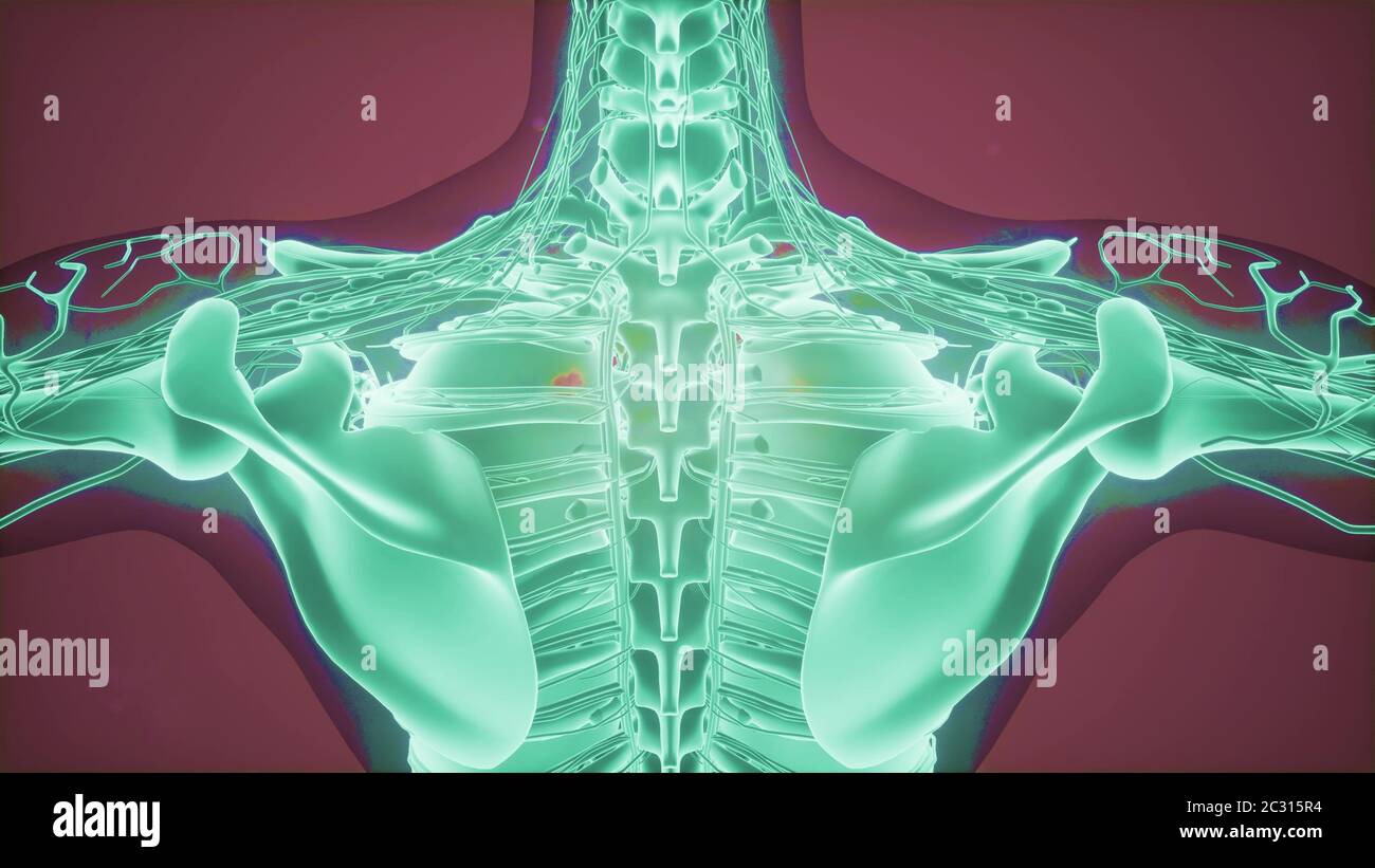 3D magnetic resonance image scan Stock Photo - Alamy
