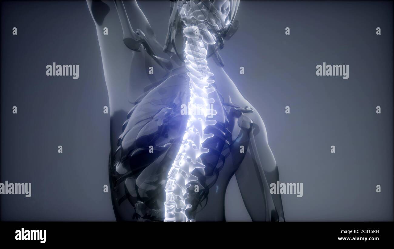 Human bones in blue anatomical hi-res stock photography and images - Alamy