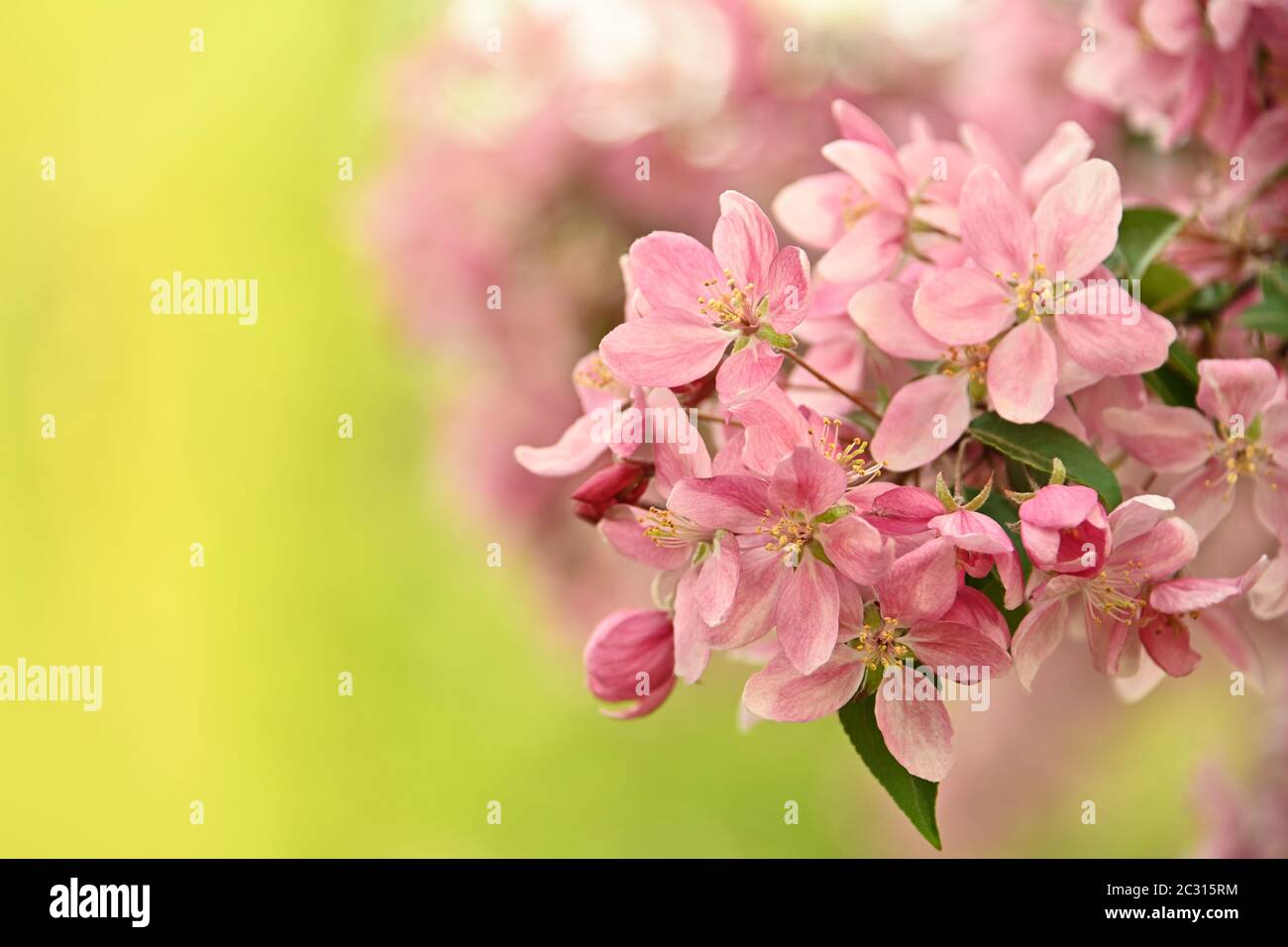 Close up pink Asian wild crabapple tree blossom with leaves over green ...