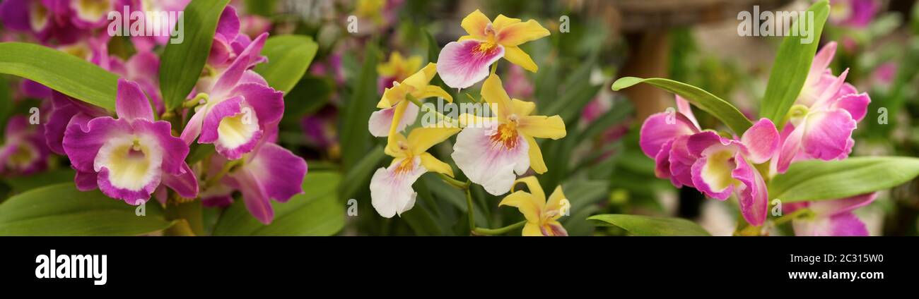 View of flowers in garden Stock Photo - Alamy